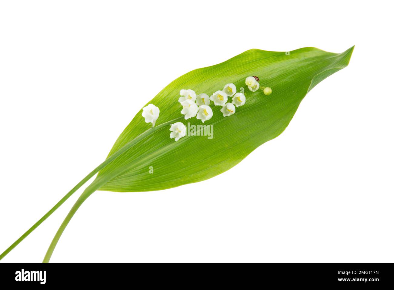 Twigs of lily white flowers lilies of the valley isolated on white background Stock Photo - Alamy