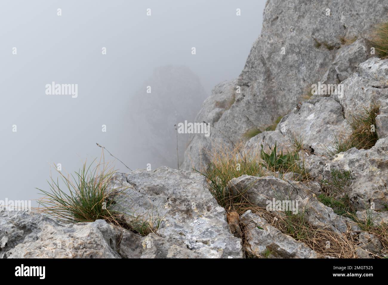 Grass bokor cliff edge against foggy abyss, vegetation on rock Stock ...