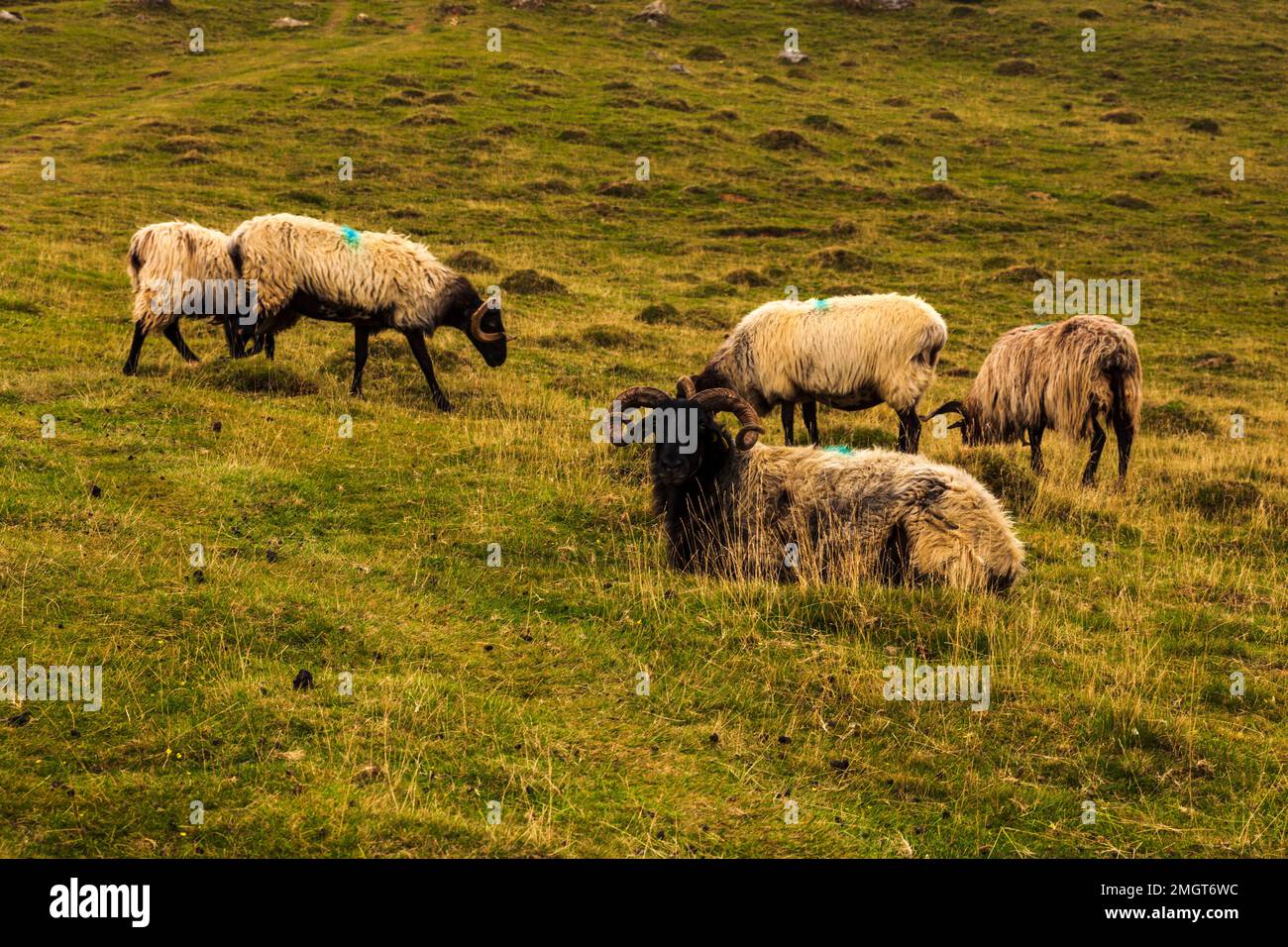 Goats grazing on meadow along the Camino de Santiago in the French ...