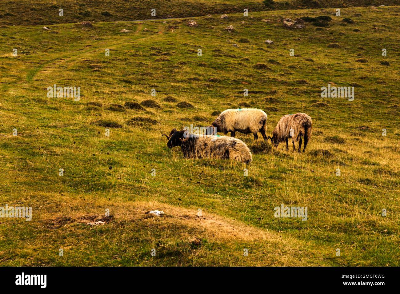 Goats grazing on meadow along the Camino de Santiago in the French ...