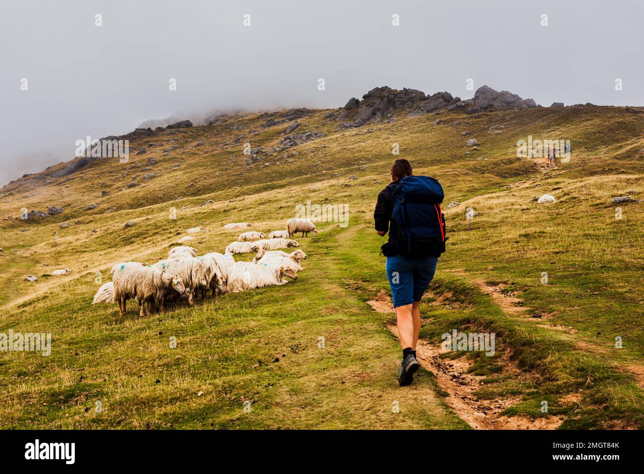Pilgrim walking next to a flock of sheep along the way of St. James ...