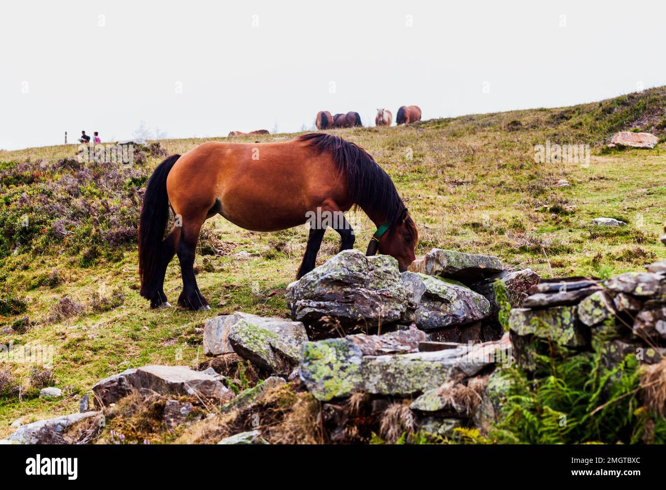 Rock my way horse hi-res stock photography and images - Alamy