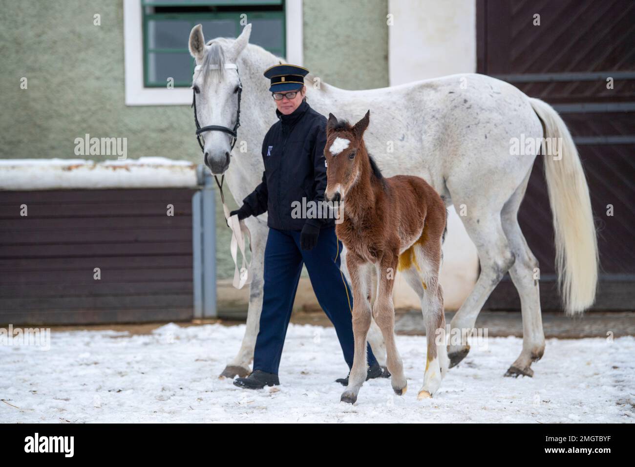 Kladruby Nad Labem, Czech Republic. 26th Jan, 2023. The first foal of ...