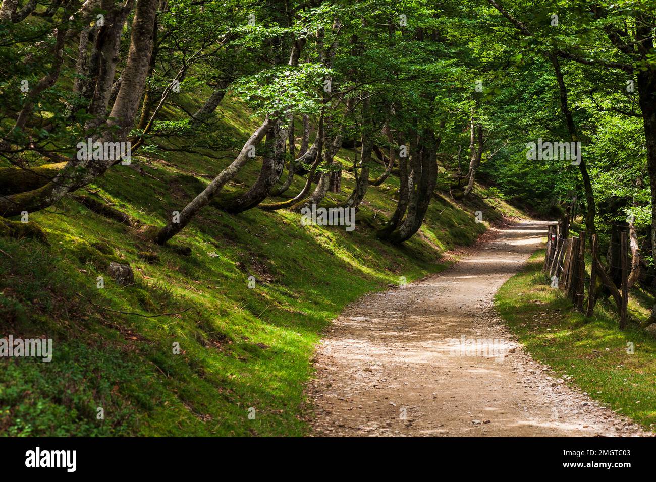 Wood of the Pyrenees, on the border between France and Spain. Path from ...
