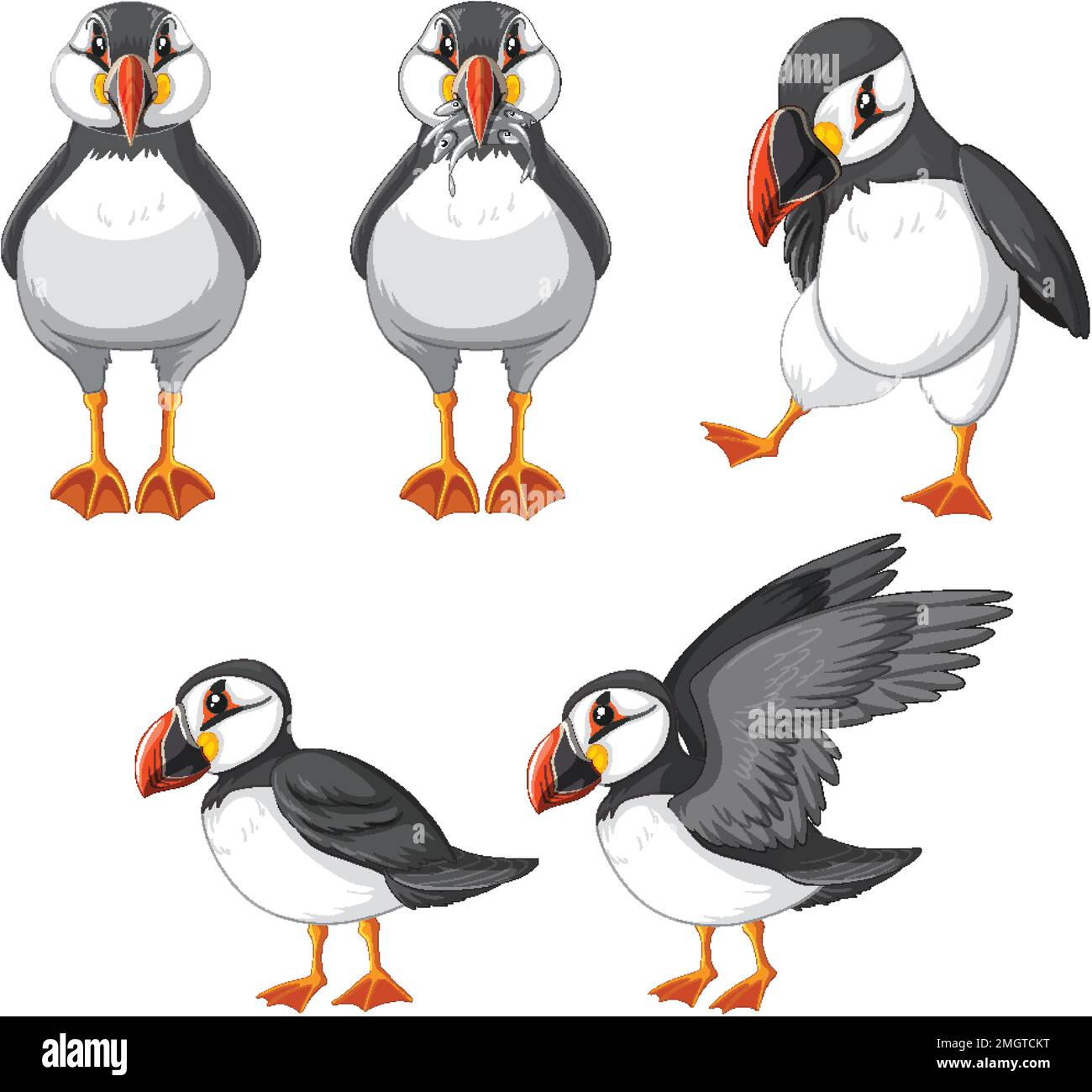 Puffin Bird
