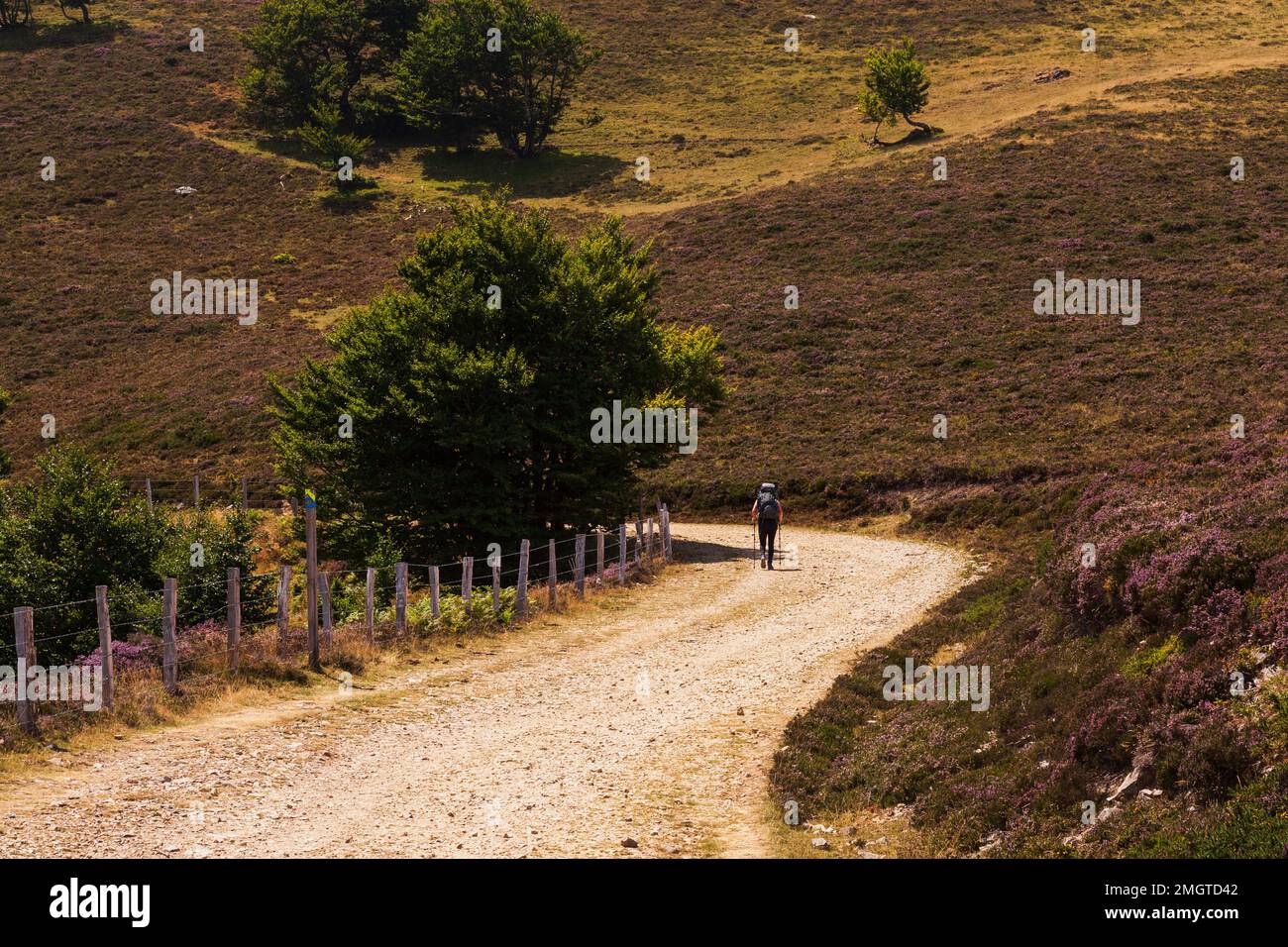Pilgrim from behind along the Camino de Santiago. Path of the way of St ...