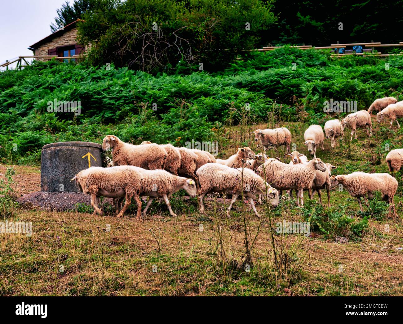 A flock of sheep French Pyrenees Mountains view in early morning Stock ...