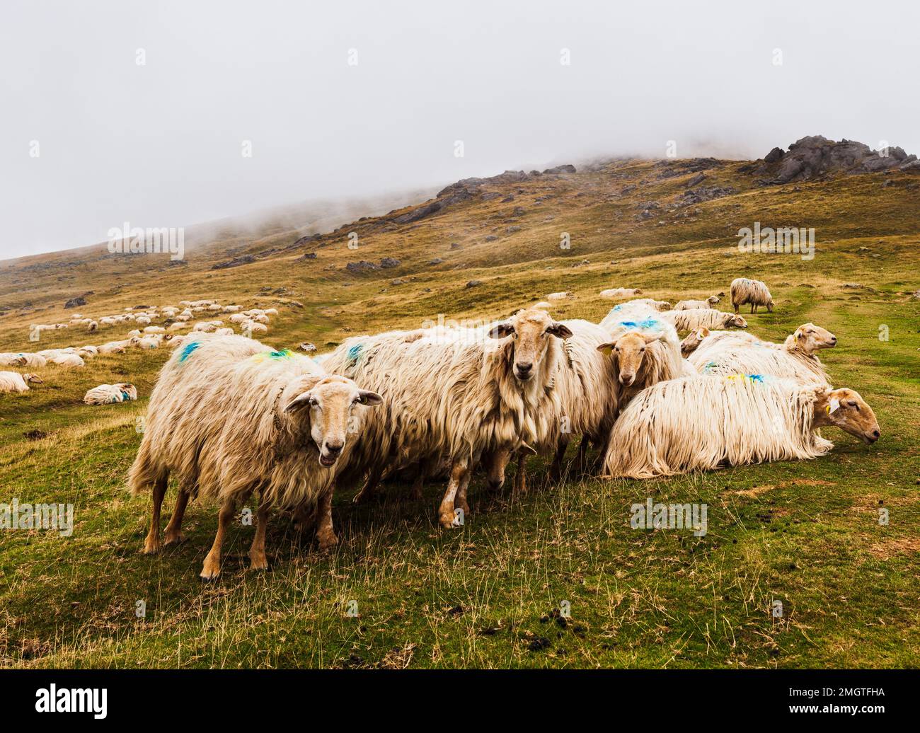 A flock of sheep French Pyrenees Mountains view in early morning Stock ...