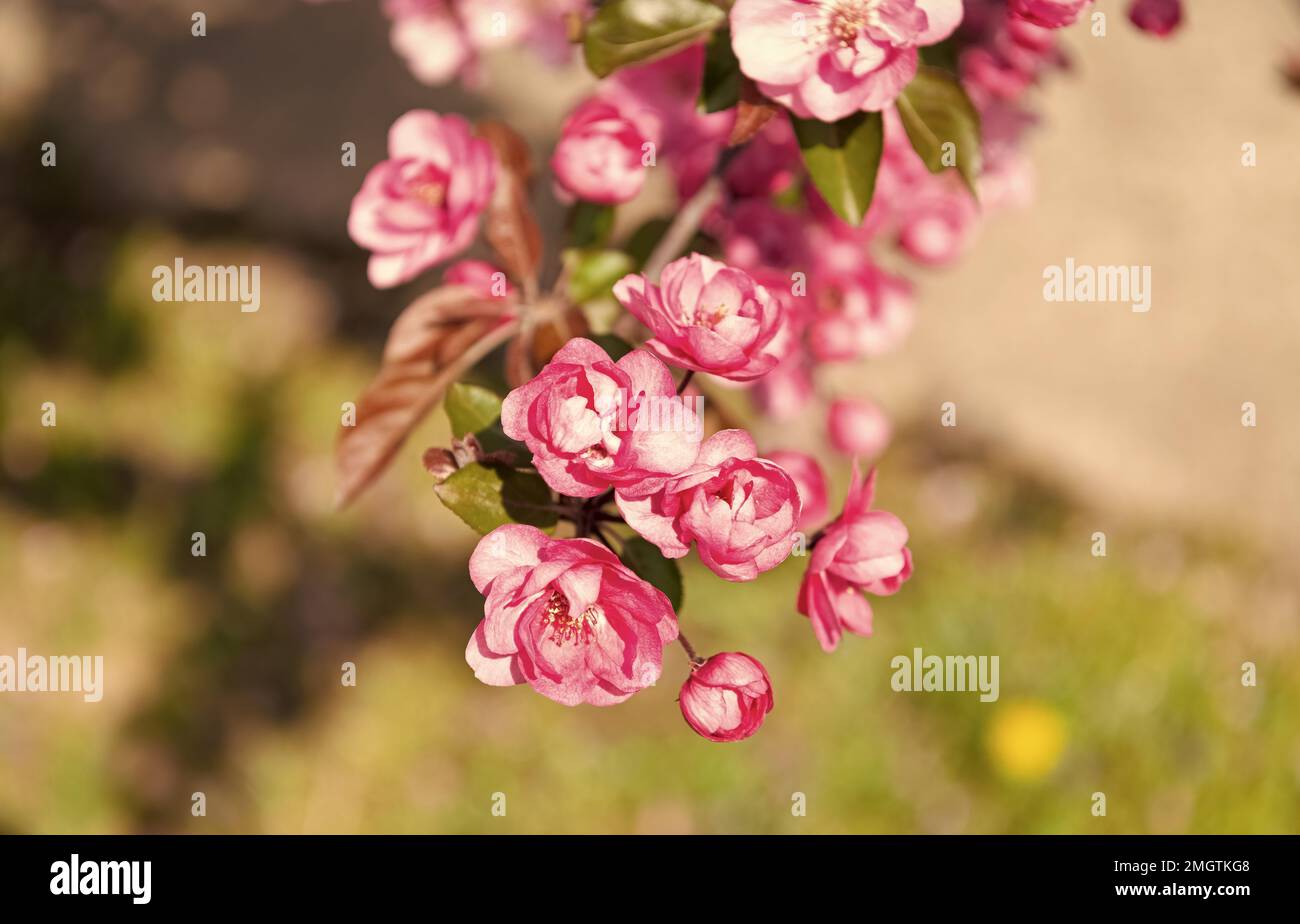 pink cherry tree flower on blooming spring. tree branch Stock Photo - Alamy