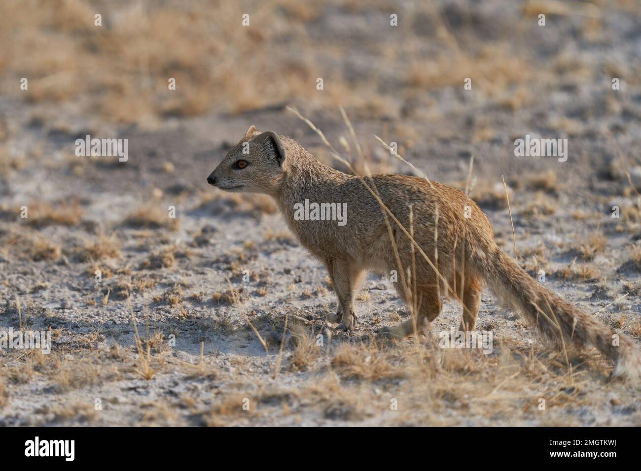 Yellow Mongoose (Cynictis penicillate) foraging for food on the plains ...