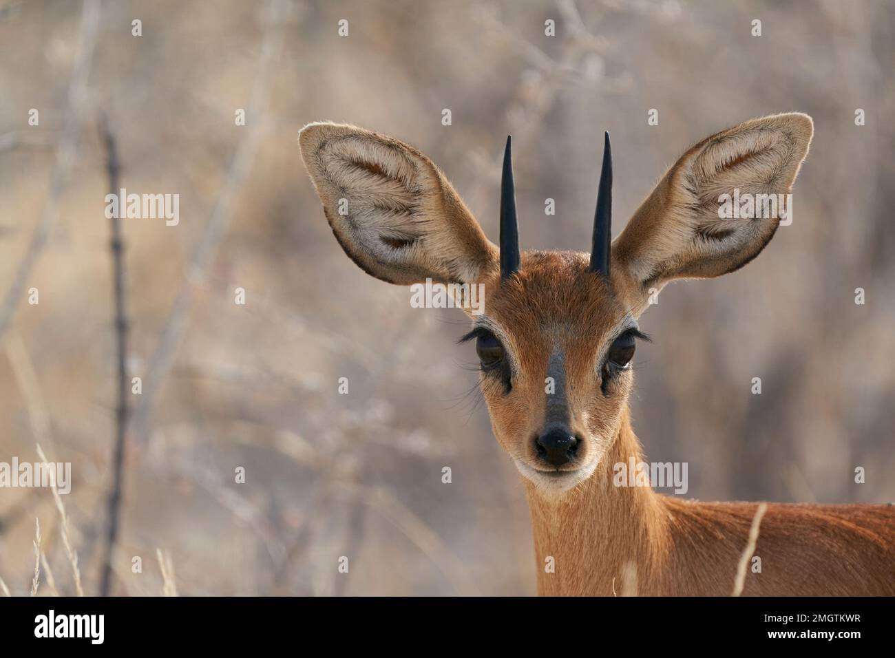 Male Steenbok (Raphicerus campestris) browsing on grasses in Etosha ...