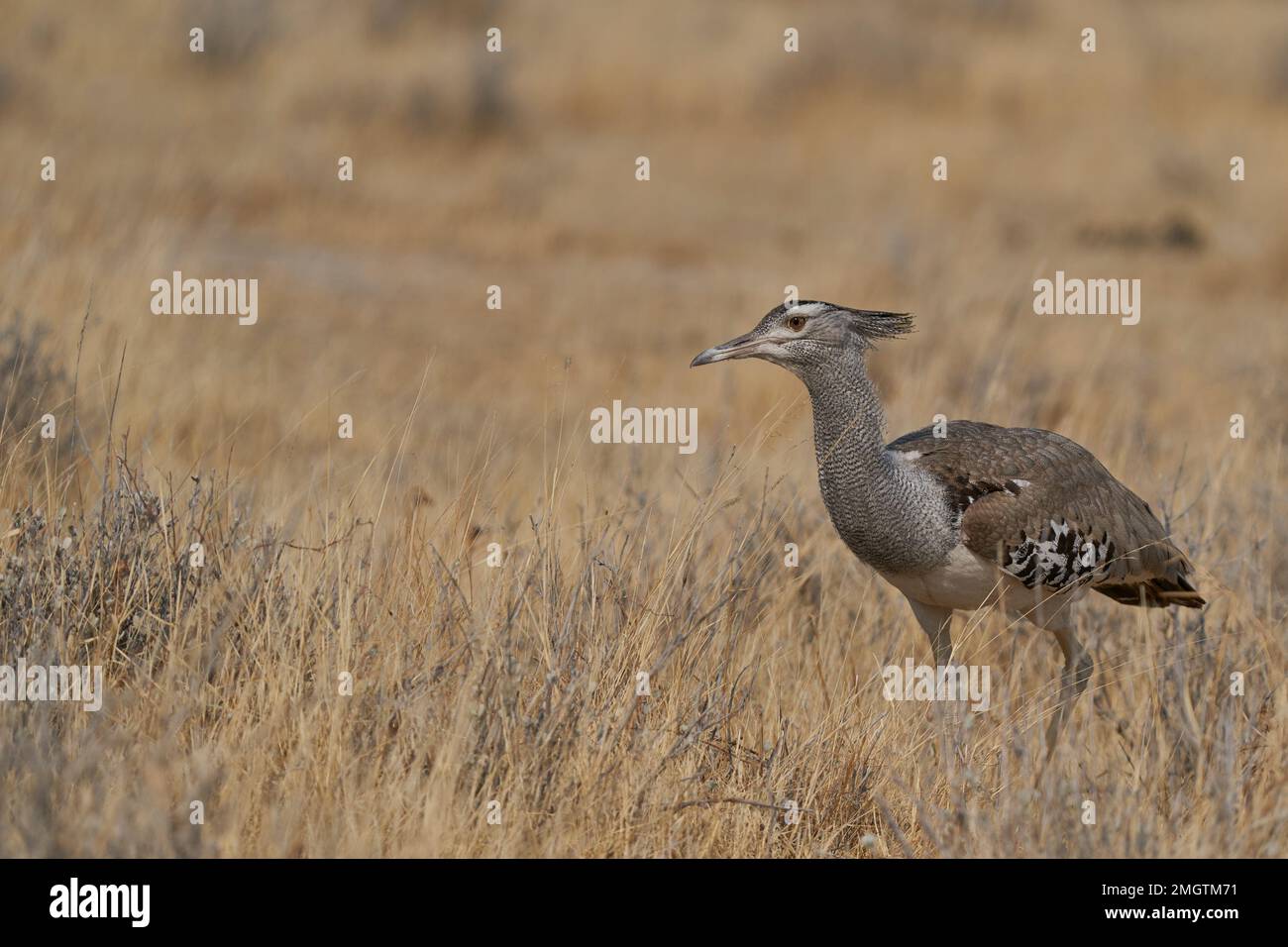 Kori Bustard (Ardeotis kori) walking across parched grassland in Etosha ...