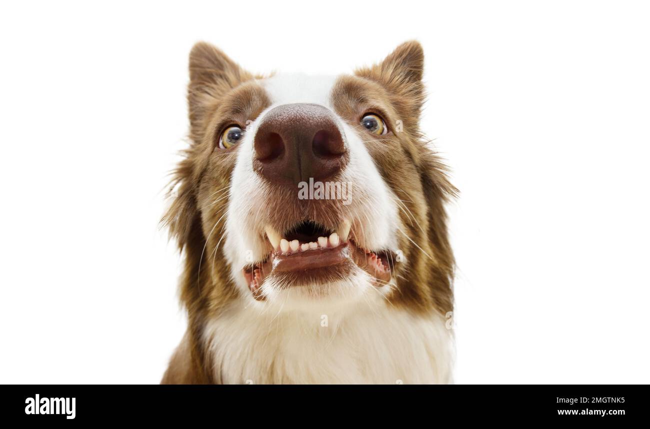 Funny surprised border collie dog looking with funny expression face ...