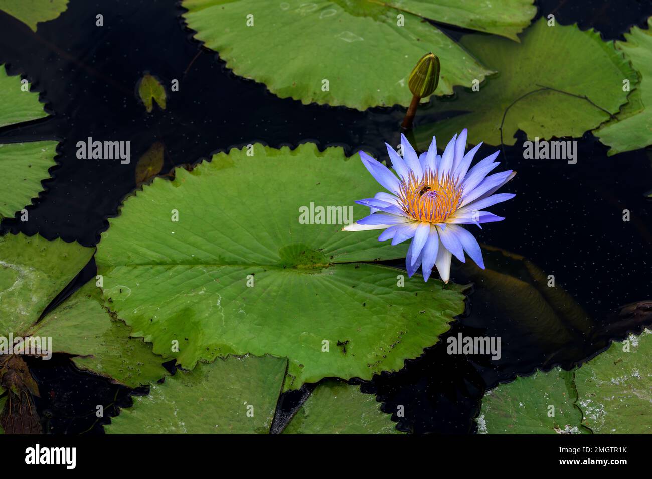 Var caerulea hi-res stock photography and images - Alamy