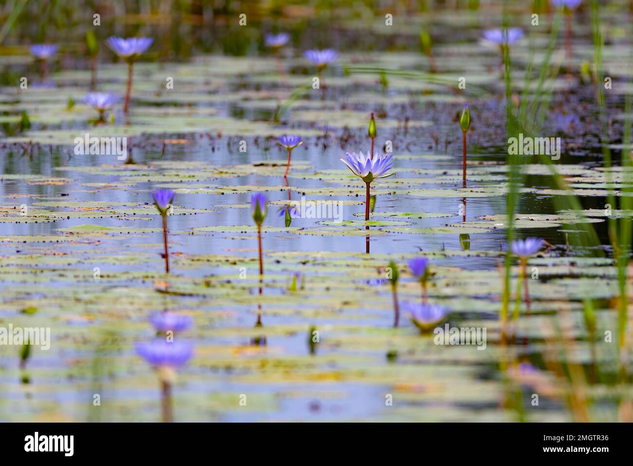 Pond with beautiful growth of blue water lilies (ymphaea nouchali var ...