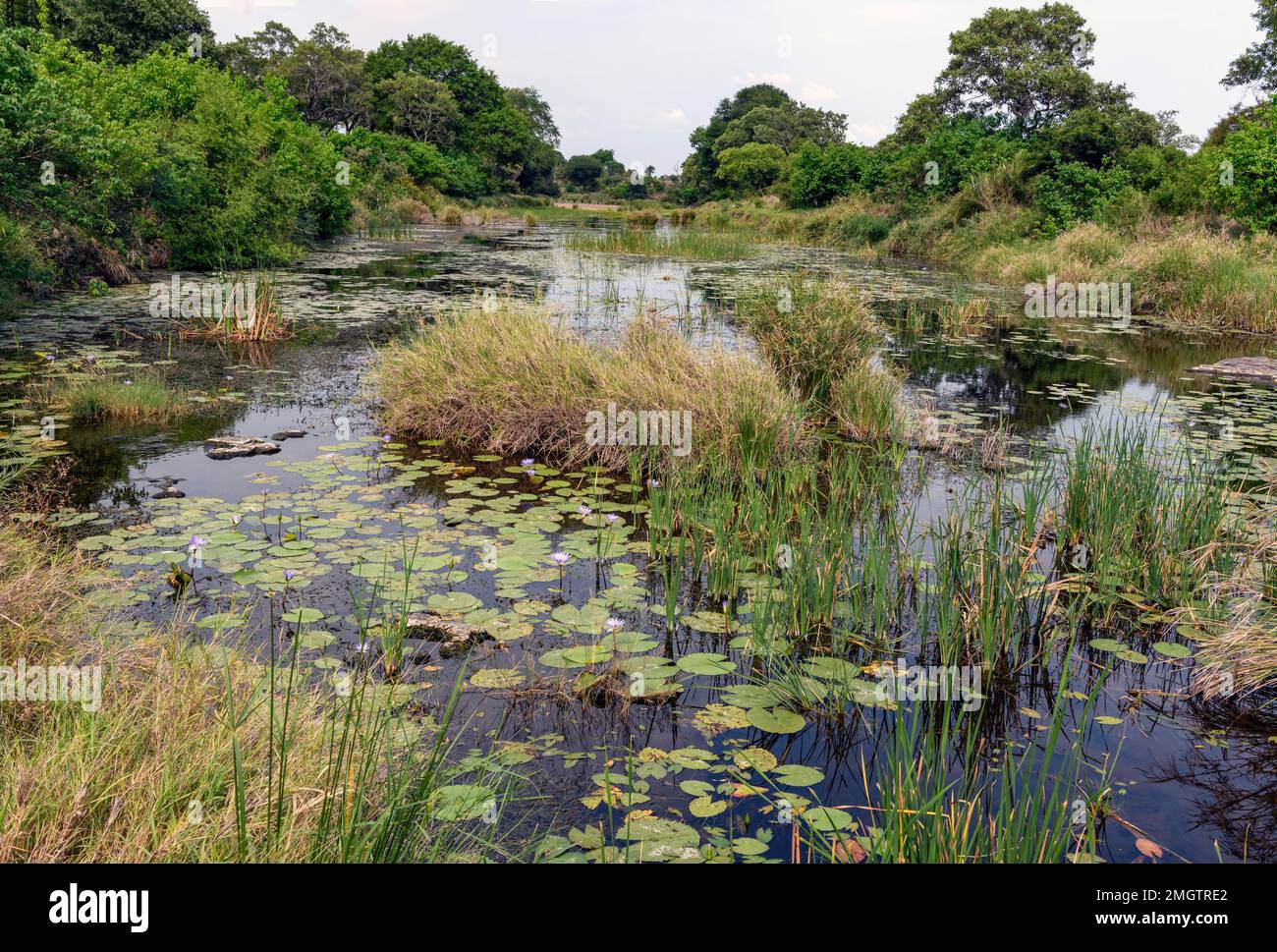 Aquatic plants and tropical vegetation (including blue water lilies) in ...