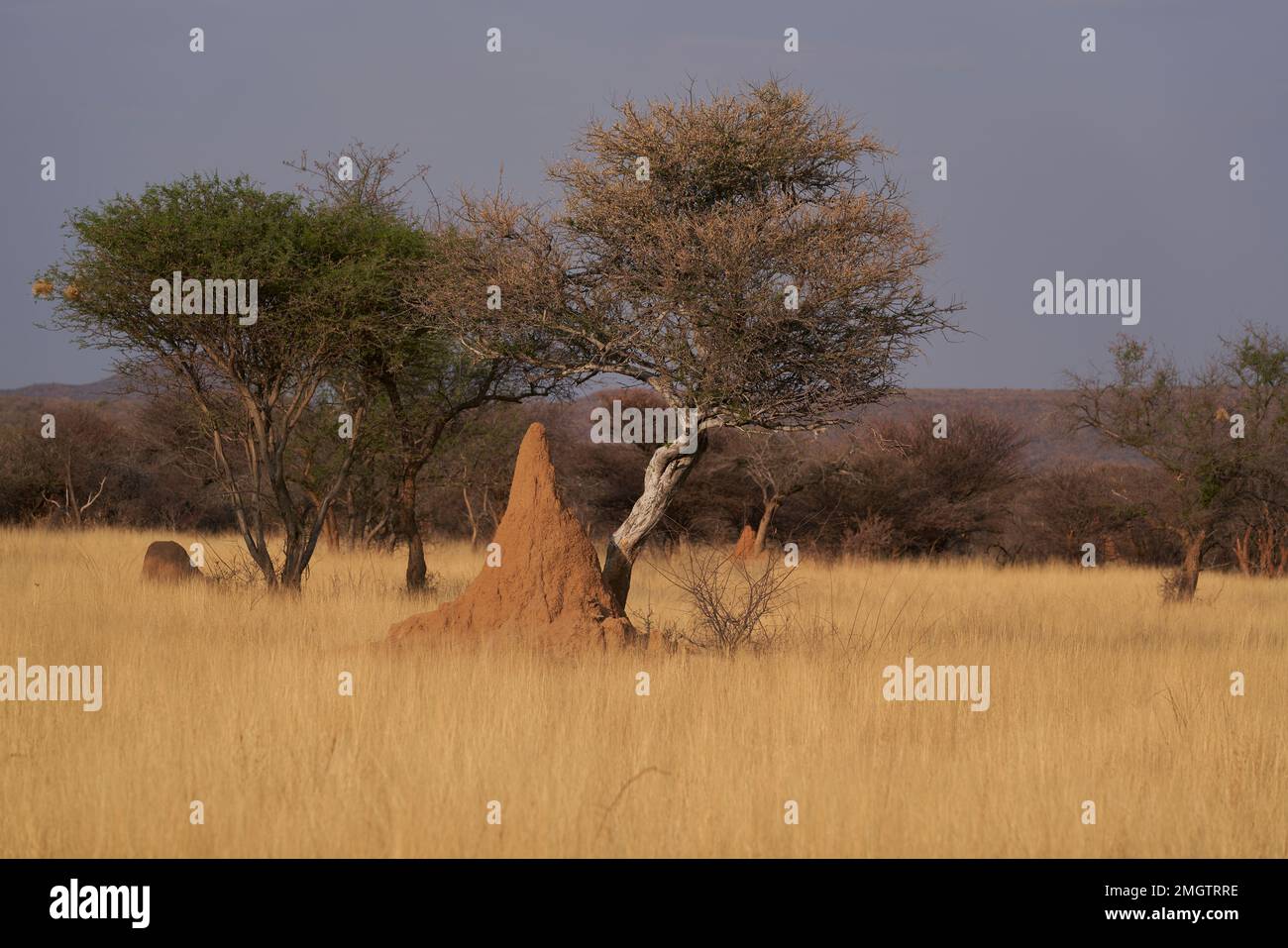 Arid landscape of central Namibia showing dried grasses and termite ...
