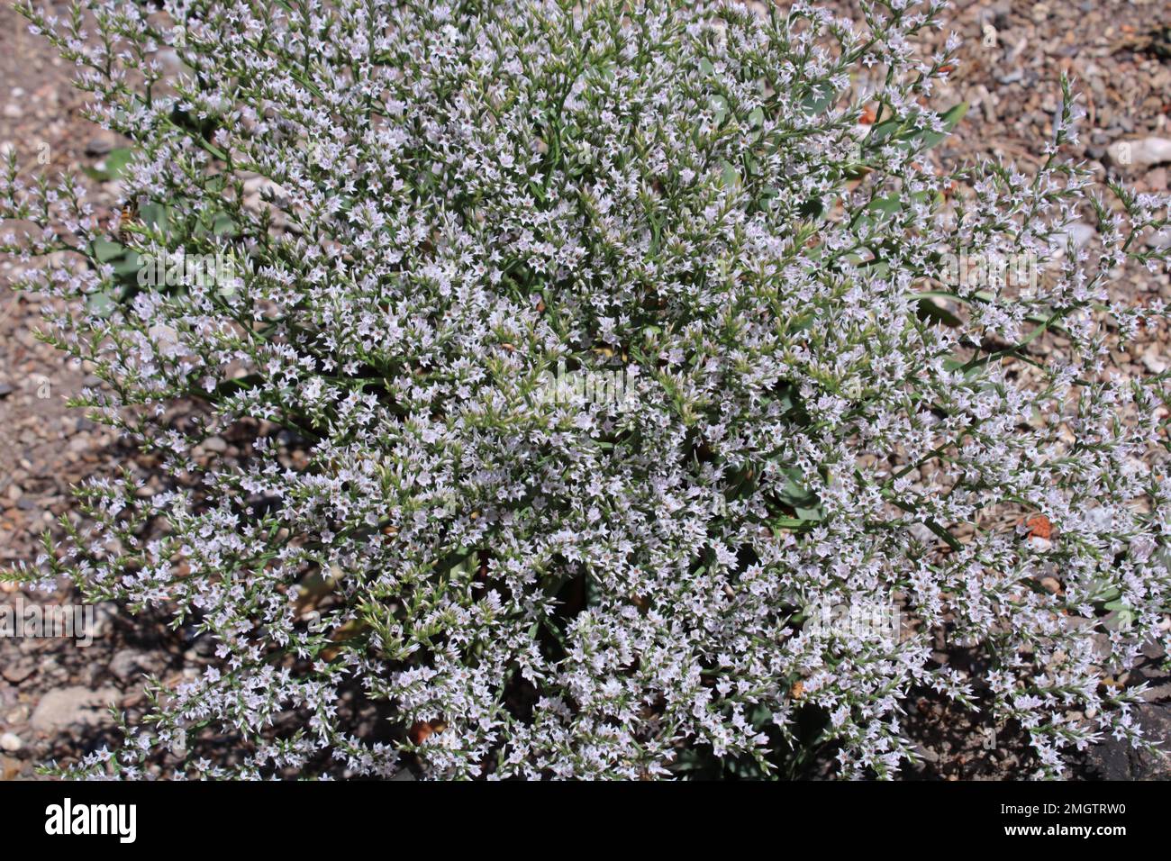 German Statice (Goniolimon tataricum Stock Photo - Alamy