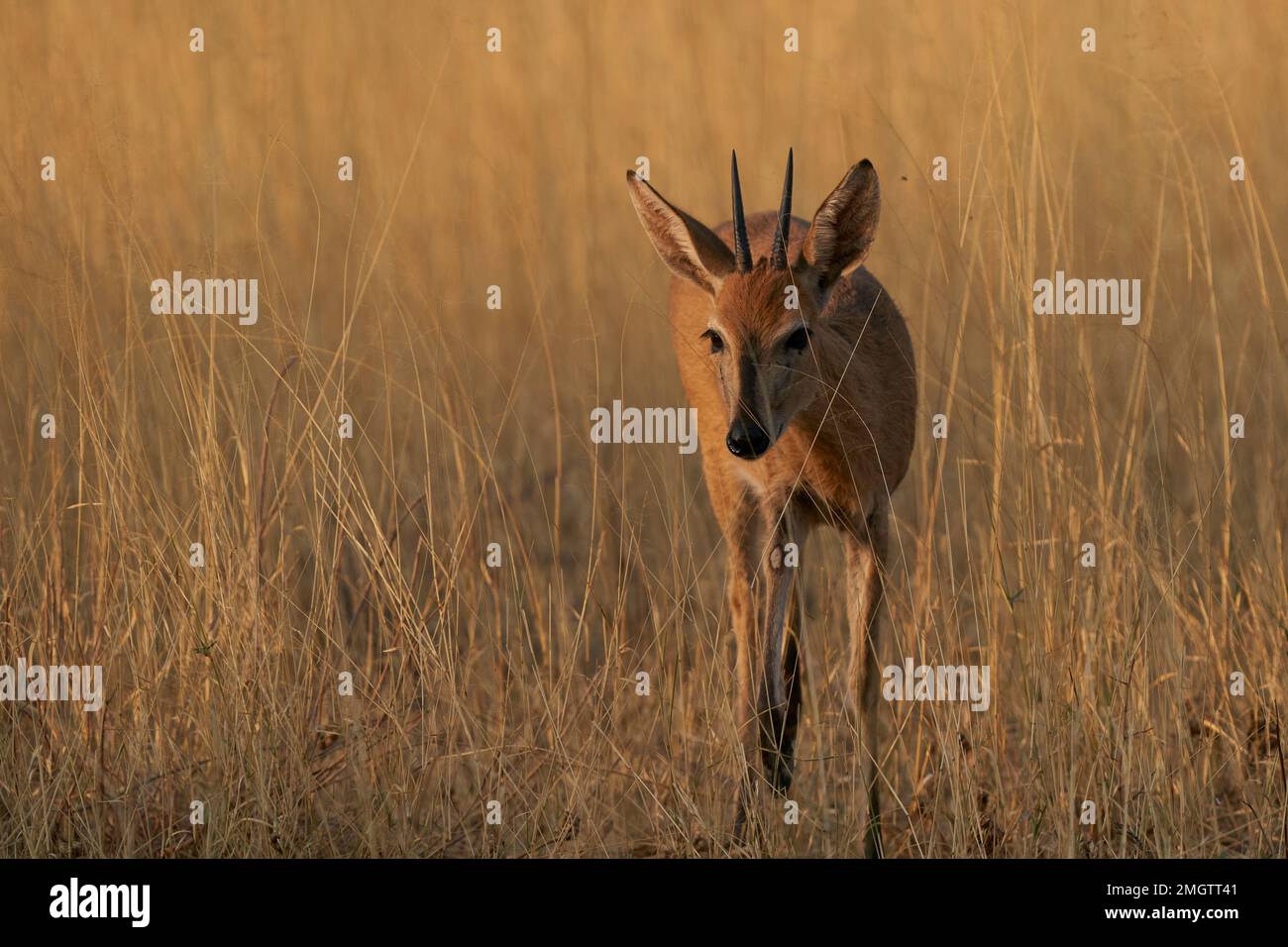 Steenbok (Raphicerus campestris) in Okonjima Nature Reserve, Namibia ...