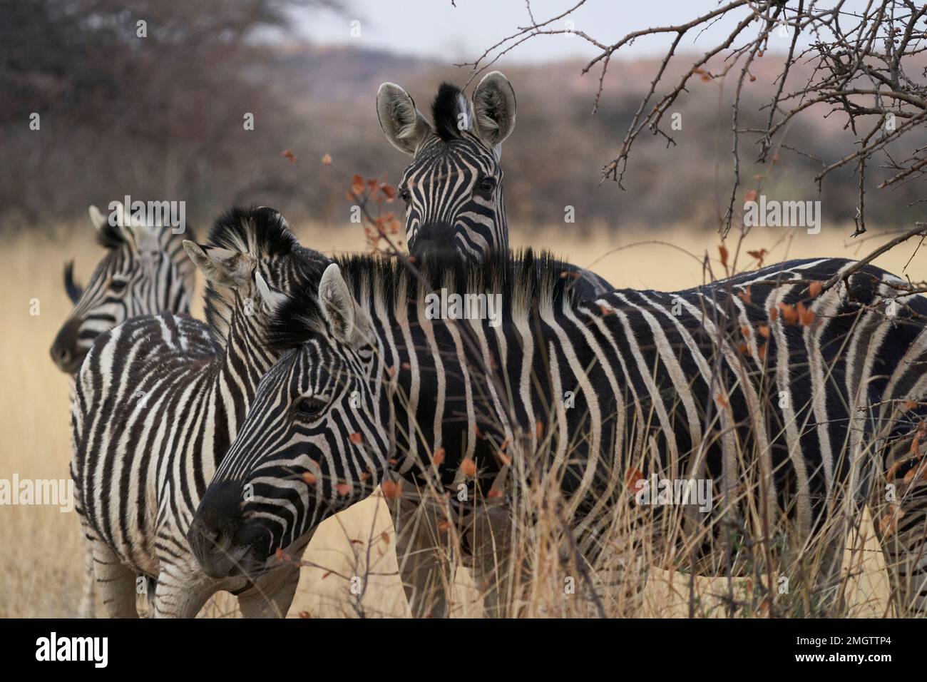 Burchell's Zebra (Equus burchellii) in Okonjima Nature Reserve, Namibia ...