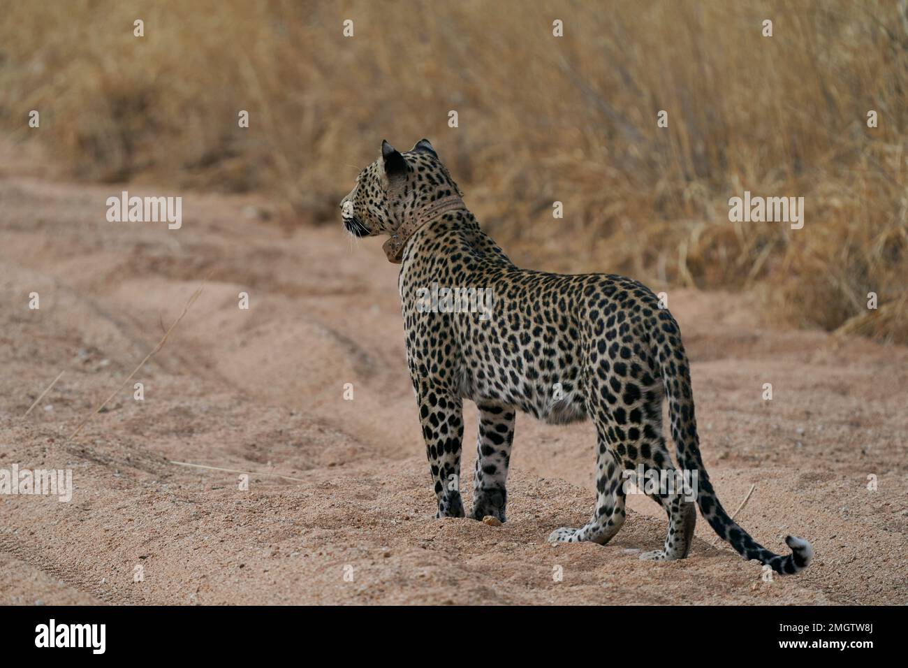 Leopard (Panthera pardus) stalking prey in Okonjima Nature Reserve ...