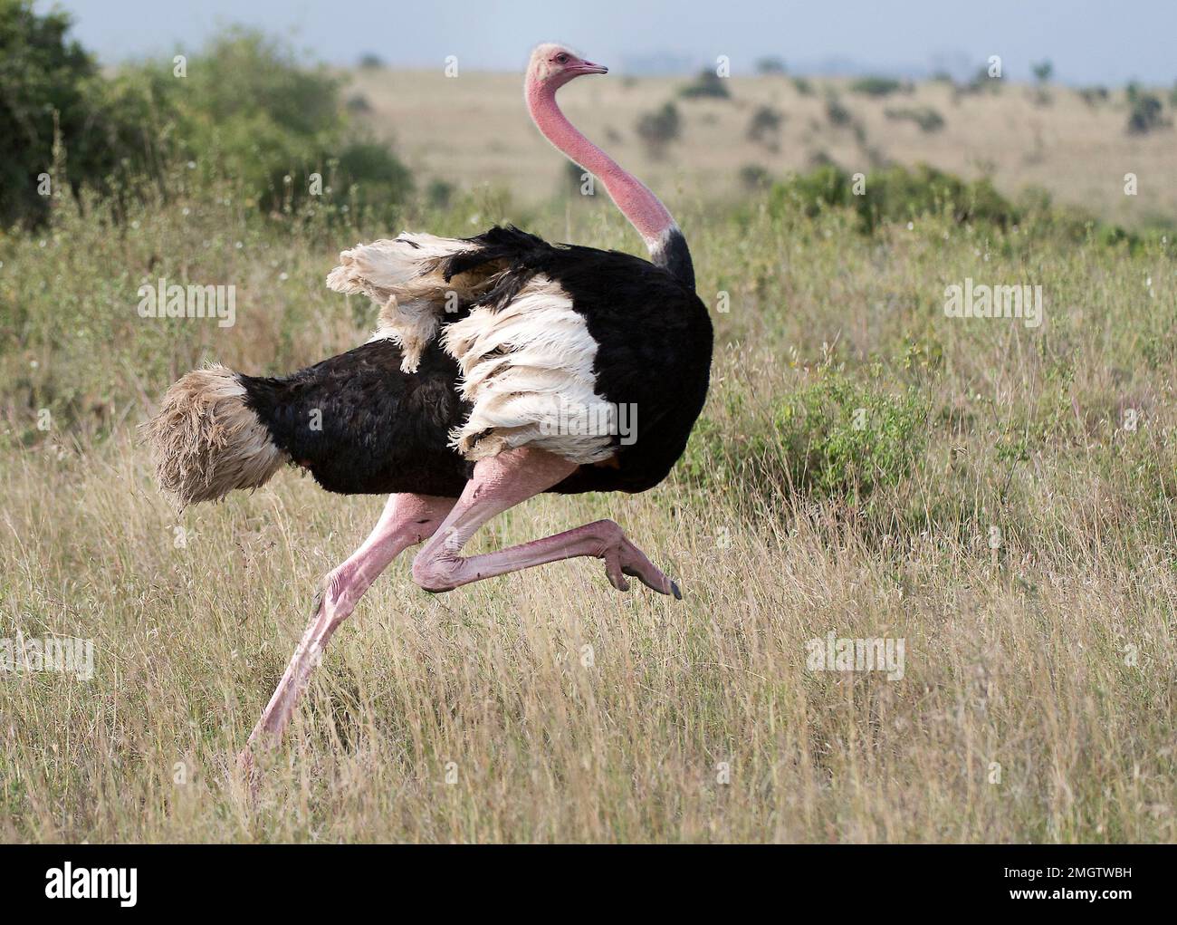 Male of the Common Ostrich (Struthio camelus) running in full breeding ...