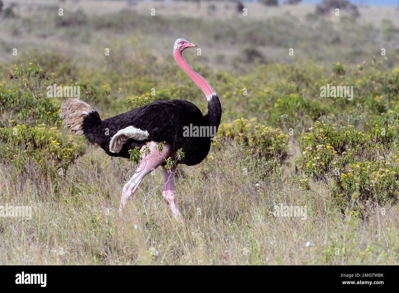 Male of the Common Ostrich (Struthio camelus) in full breeding colours ...