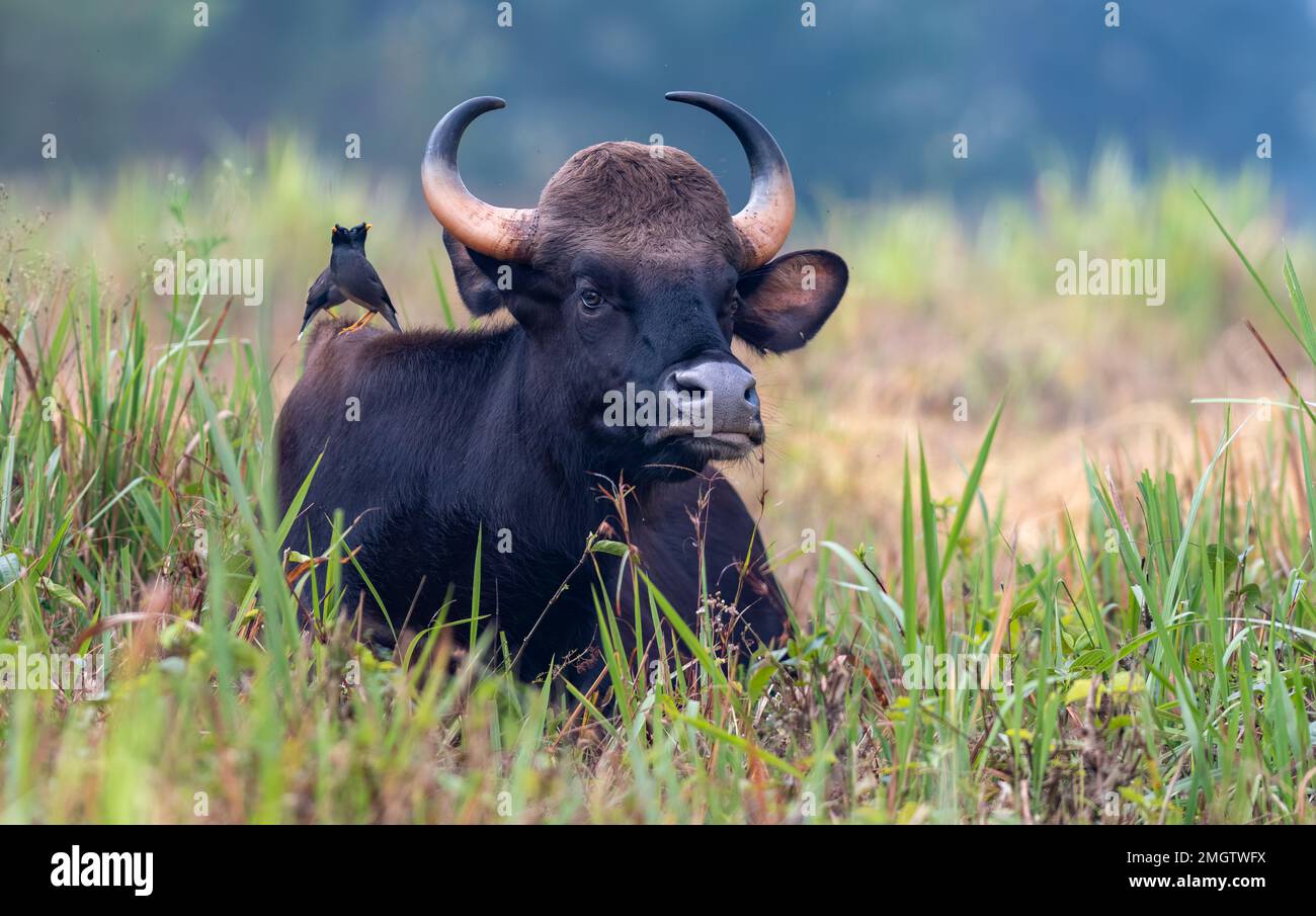 Gaur (Bos frontalis, male) resting in the grass of Nagarahole Tiger ...