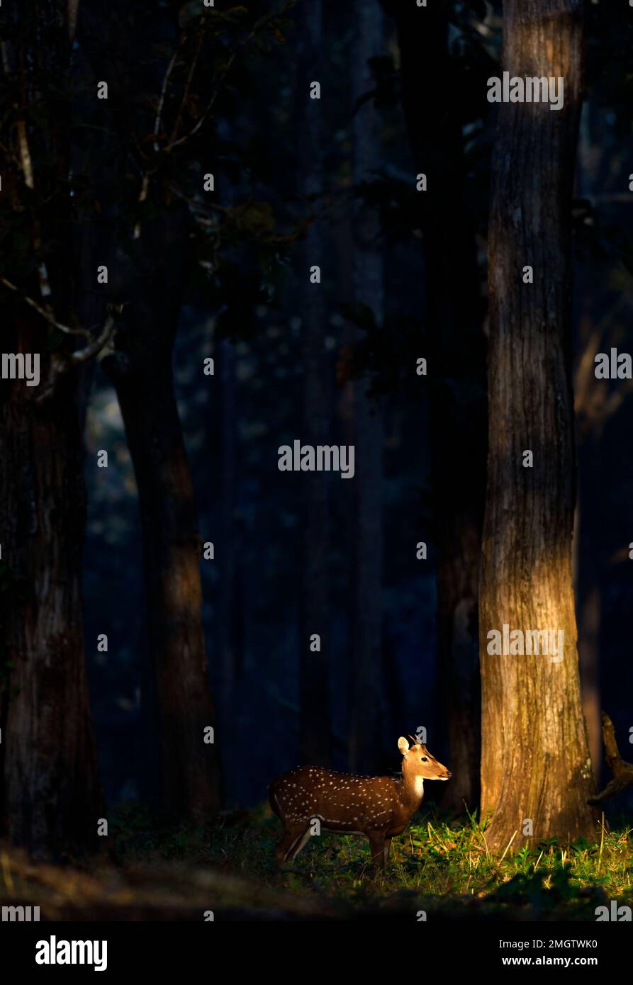 Spotted deer (Axis axis) in morning light in the forest of Nagarahole ...
