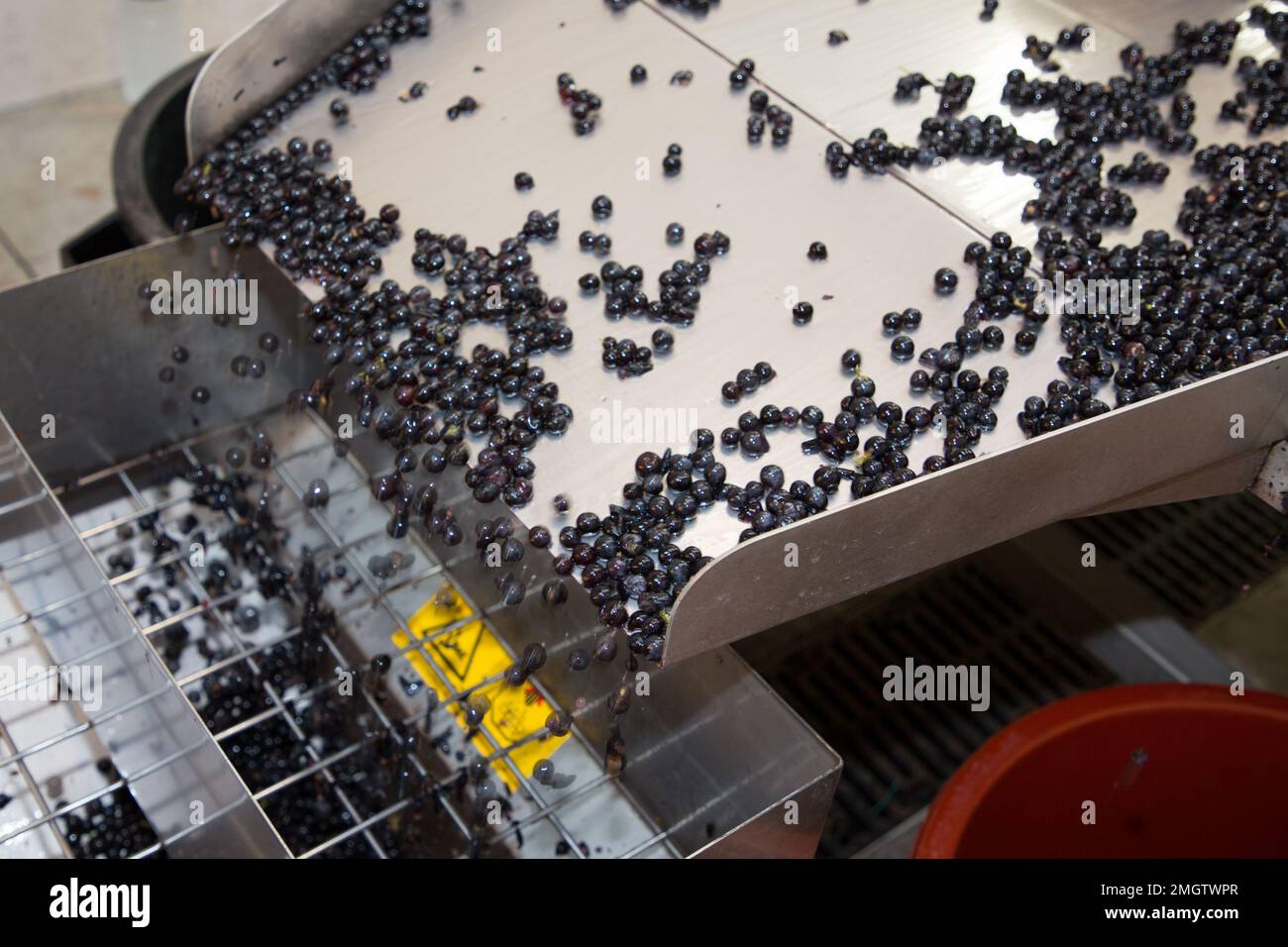 electric mat sorting grapes to make juice during the grape harvest ...