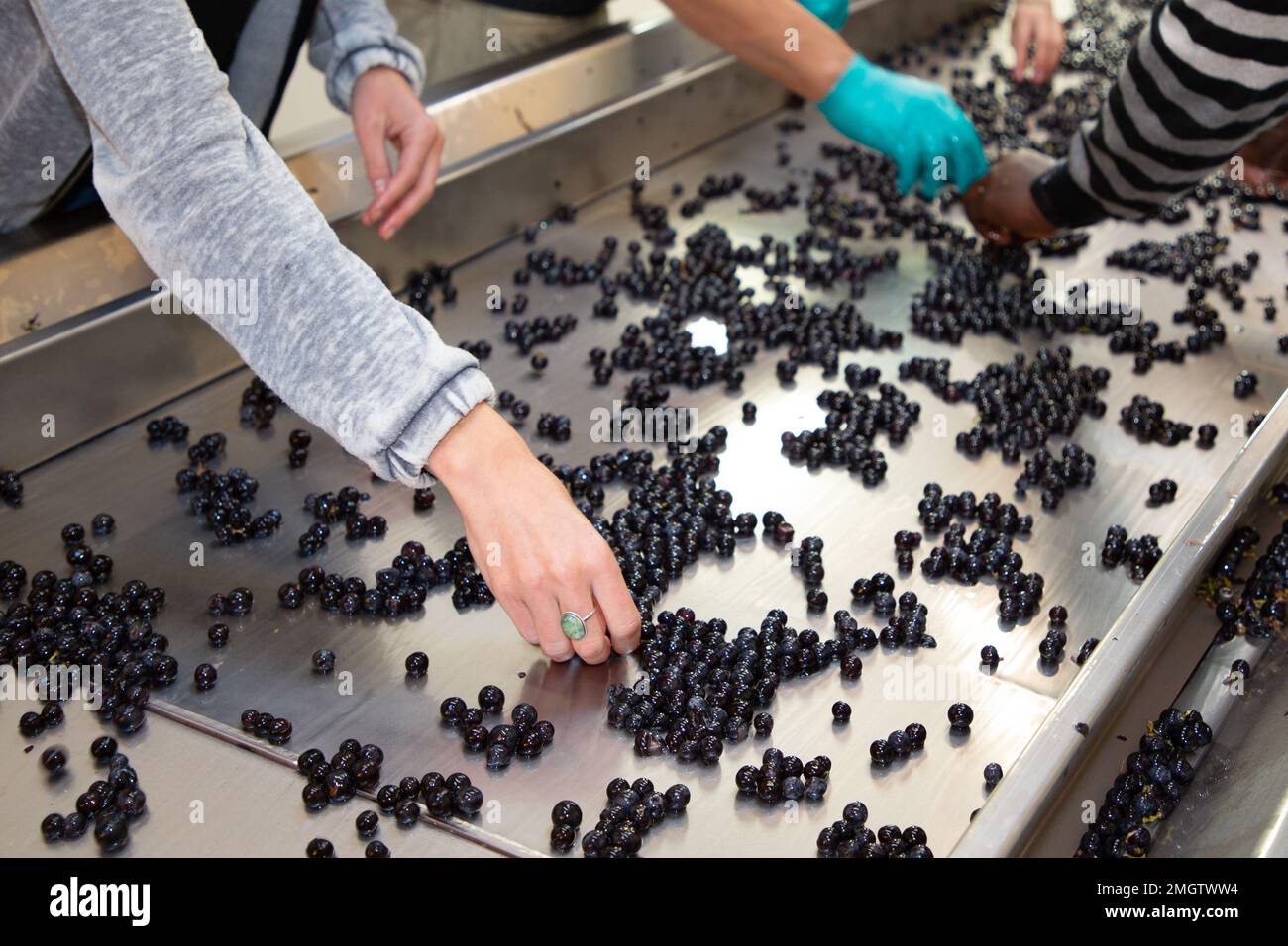 person hand sorting the grapes in steel modern winery machine with red ...