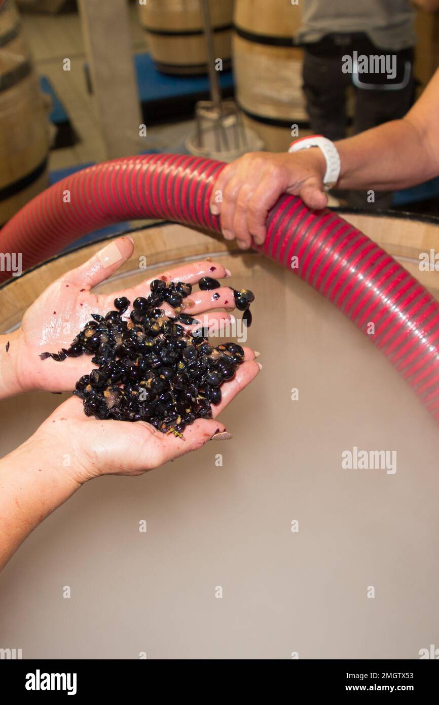 woman hand holding fresh bunch of grapes in cellar in harvesting time Stock Photo - Alamy