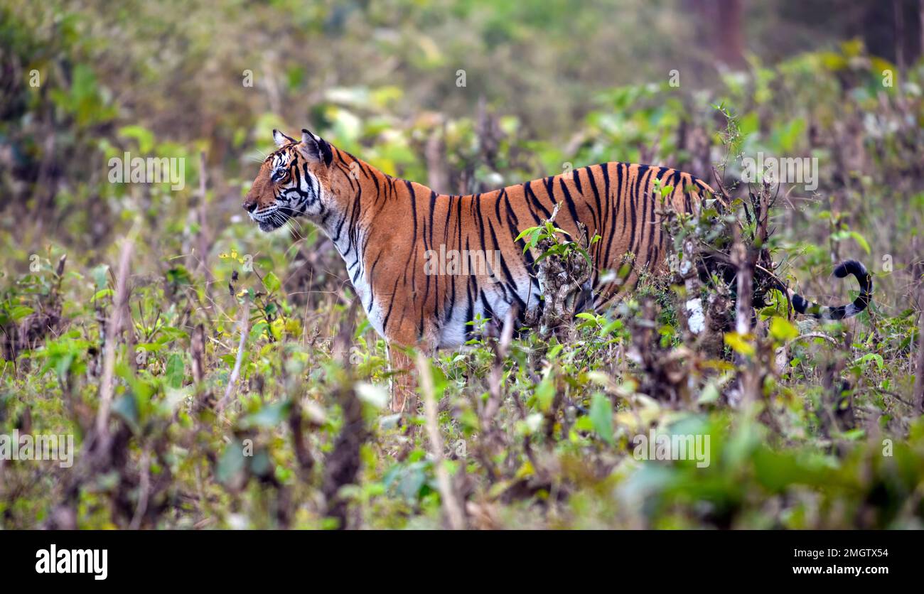 Female bengal tiger (Panthera tigris tigris) in Nagarahole Tiger ...