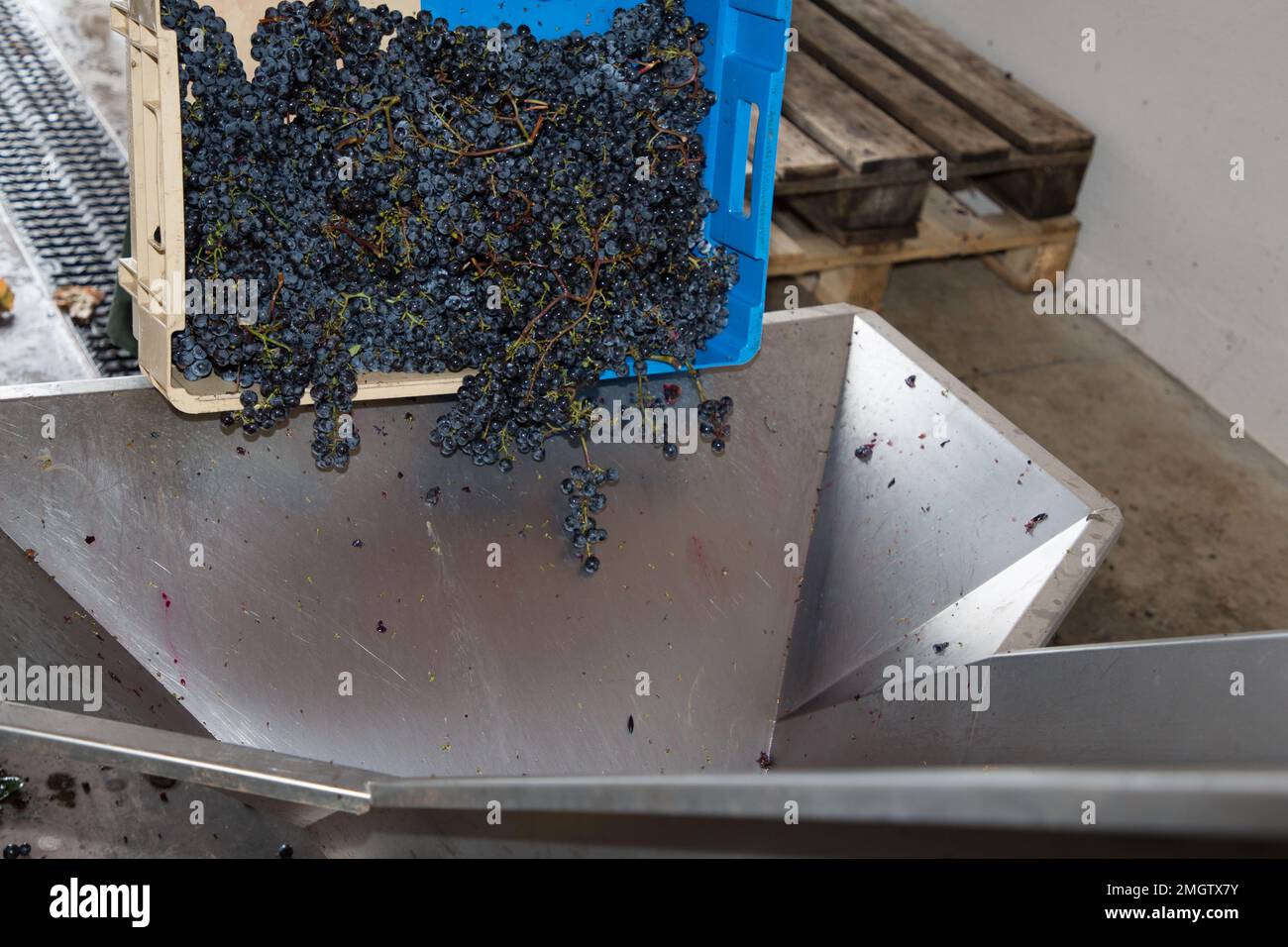 Modern steel winery machine with grapes in harvest time Stock Photo - Alamy