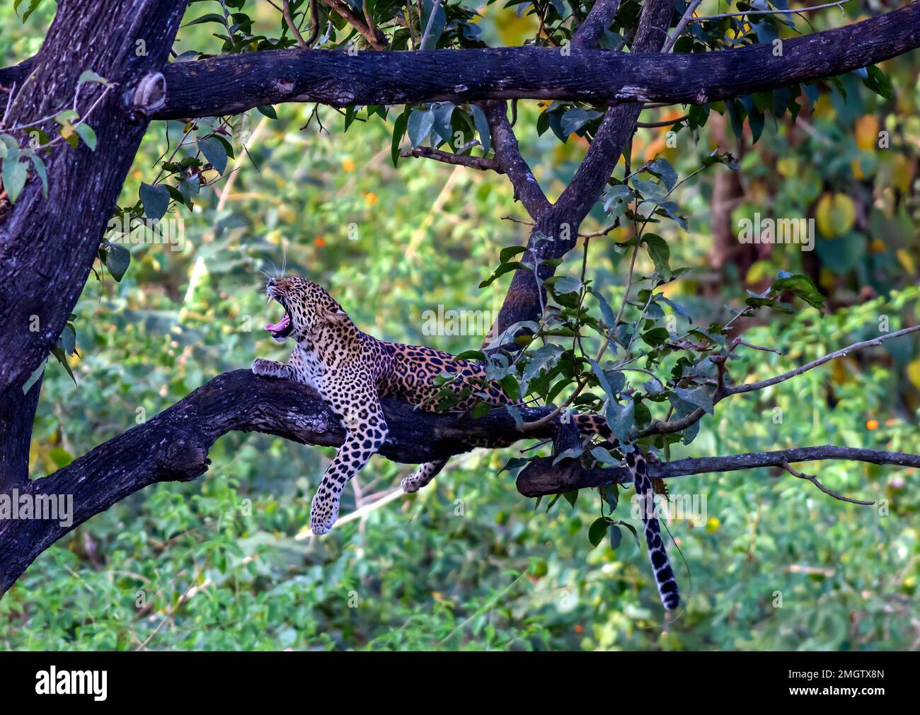 Sleepy Indian leopard (Panthera pardus fusca) from Nagarahole Tiger ...