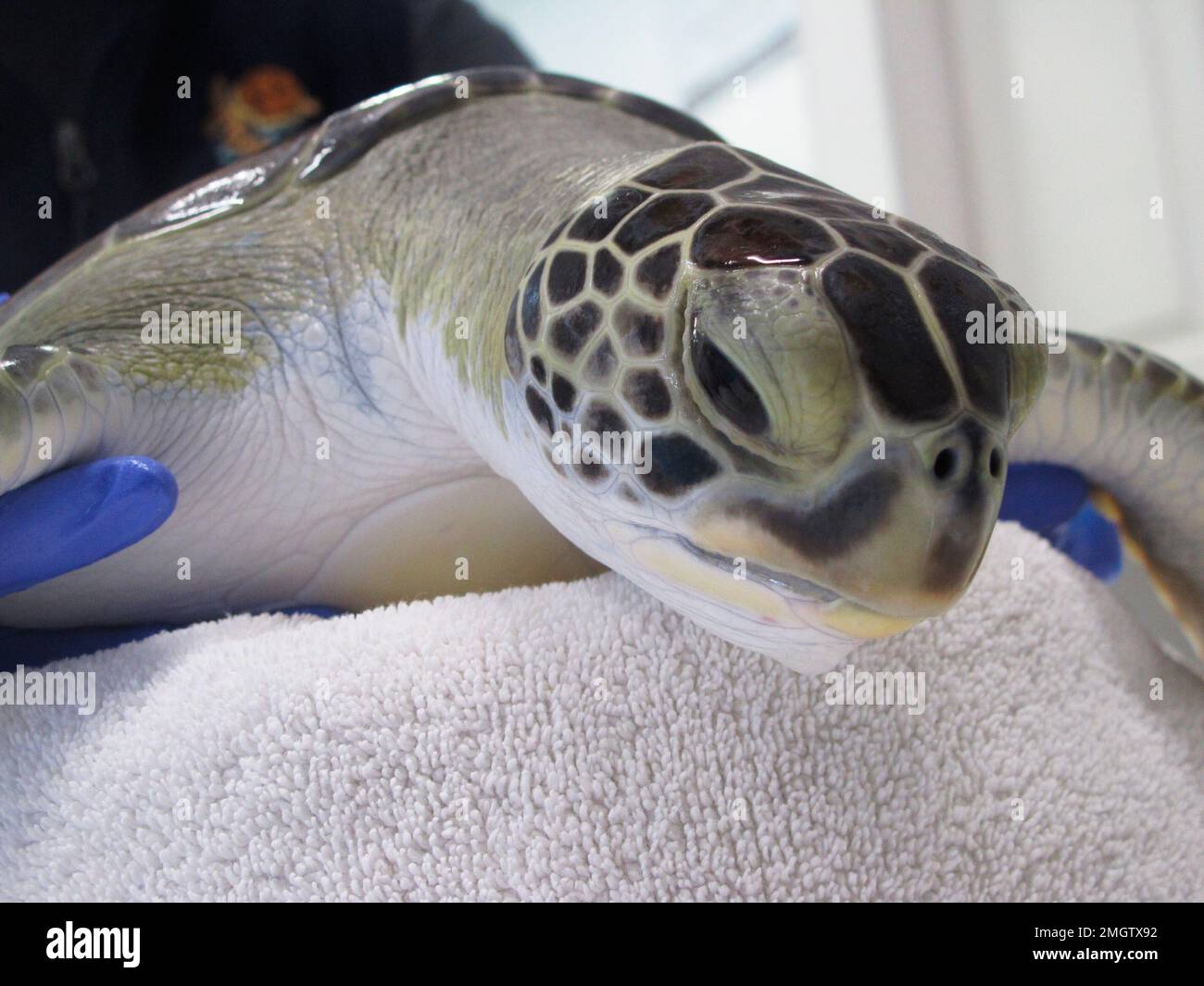 In this Feb. 27, 2020 photo, a sea turtle is examined on a table at the ...