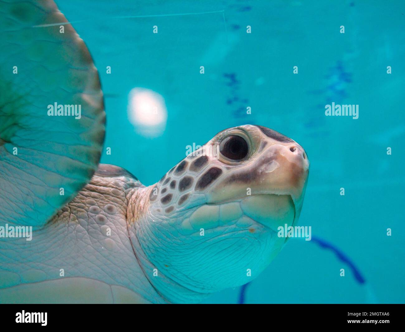 A sea turtle swims in a tank at the Sea Turtle Recovery hospital inside ...