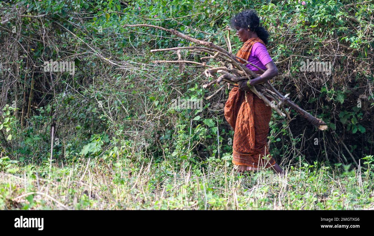 Woman collecting fire wood in Nagarahole Tiger Reserve, Karnataka ...