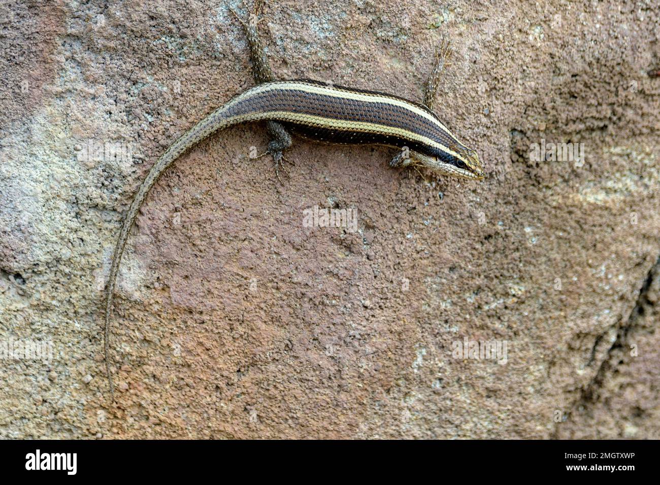 African striped skink (Trachylepis striata) from Shingwedzi, Kruger NP ...