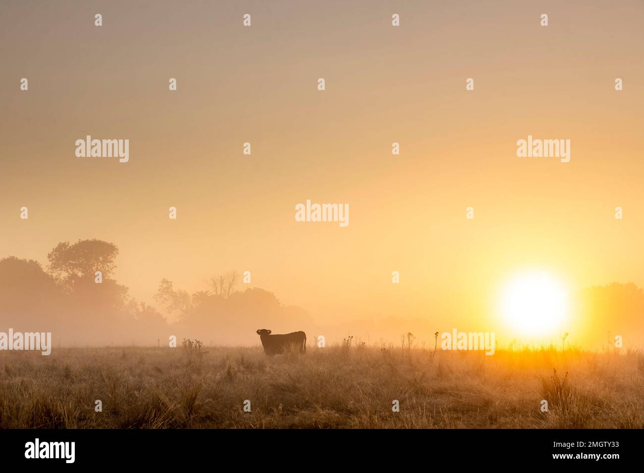 Elsenham, Essex, Local area photography Stock Photo - Alamy