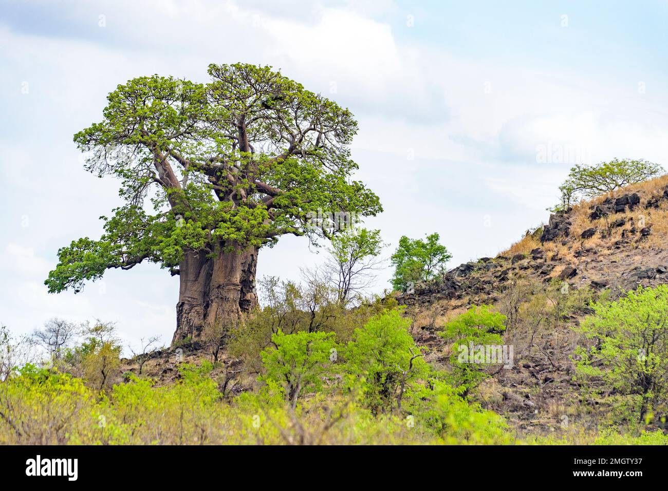 African baobab (Adansonia digitata) at Shingwedzi, Kruger NP, South ...