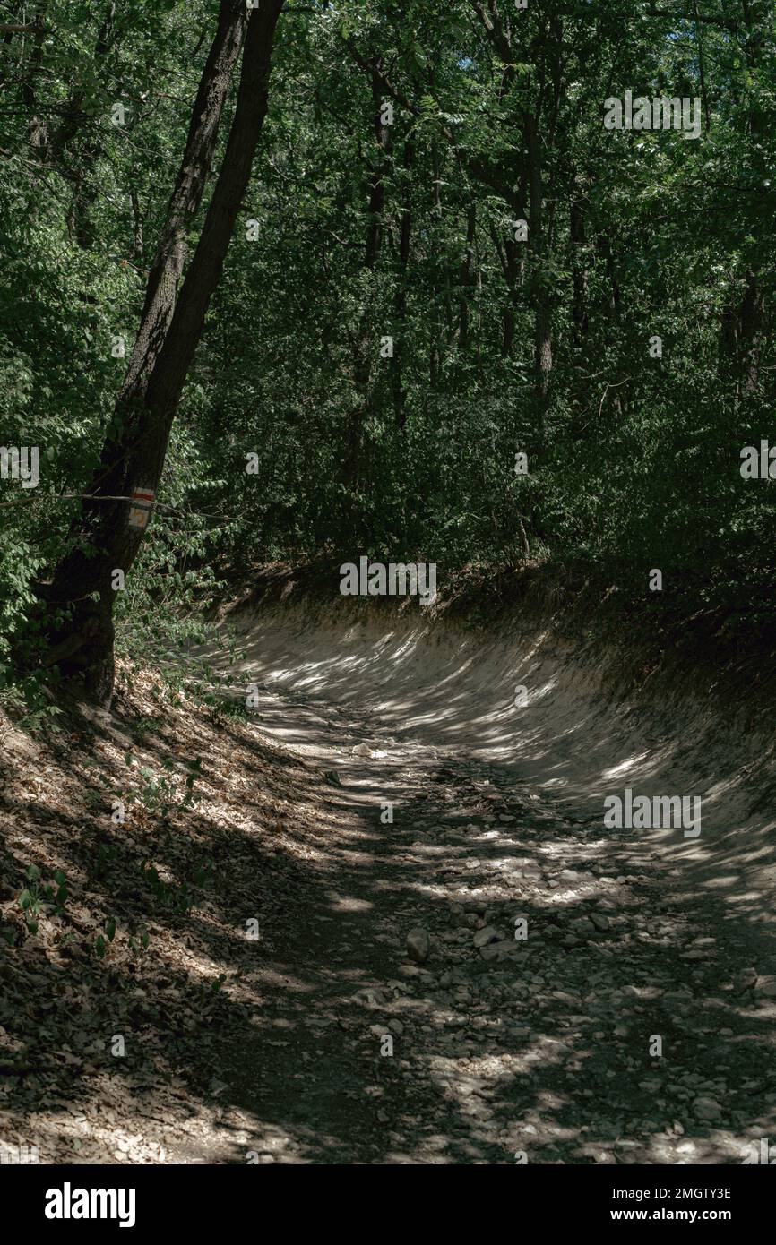 Earth path surrounded by trees with bushes and natural light Stock ...