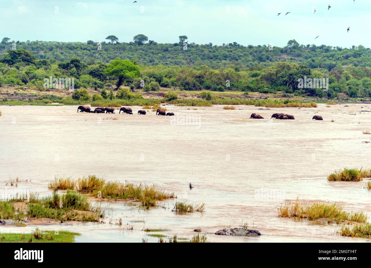 African elephants crossing Oliphants River (close to Olifants Bridge ...