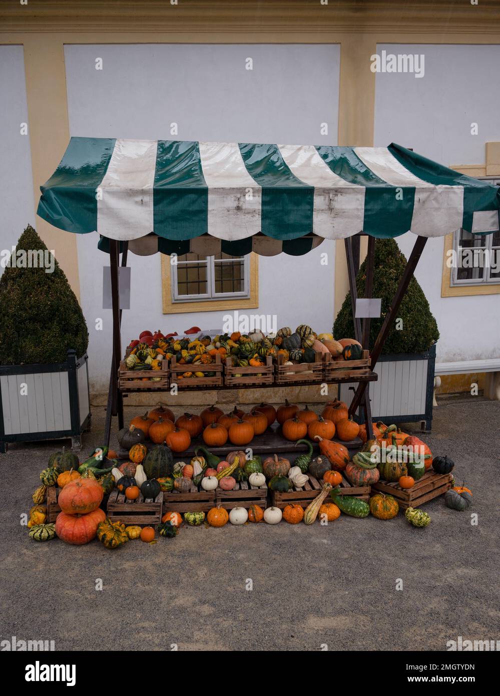 Halloween celebration pumpkins on display in the estate farm at the ...
