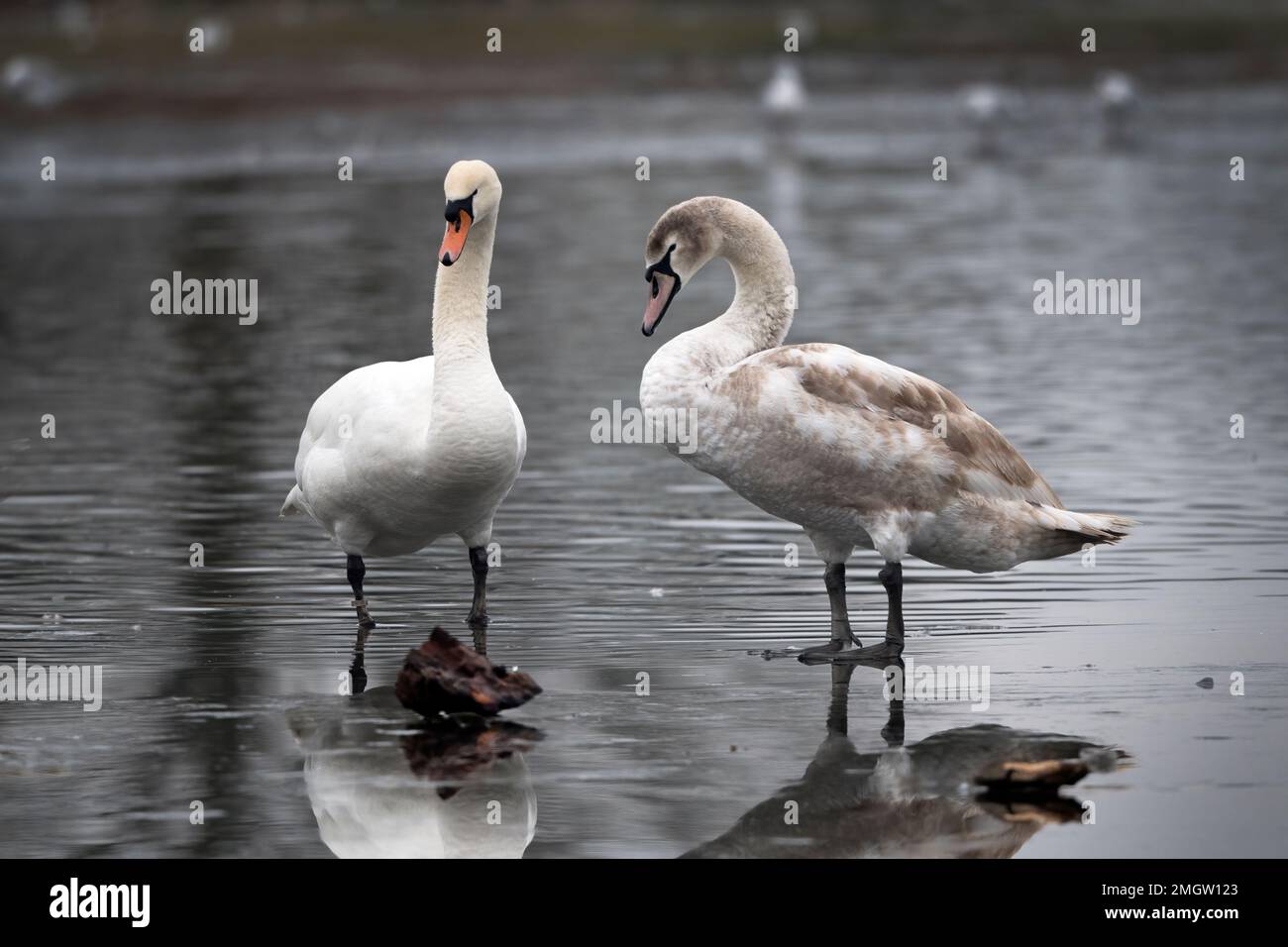 Adult mute swan experiencing thin ice with juvenile for the first time ...