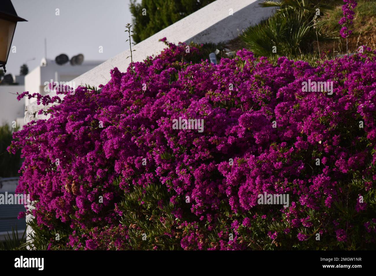 White-blue city of Sidi Bou Said, Tunisia. Eastern fairy tale with a ...