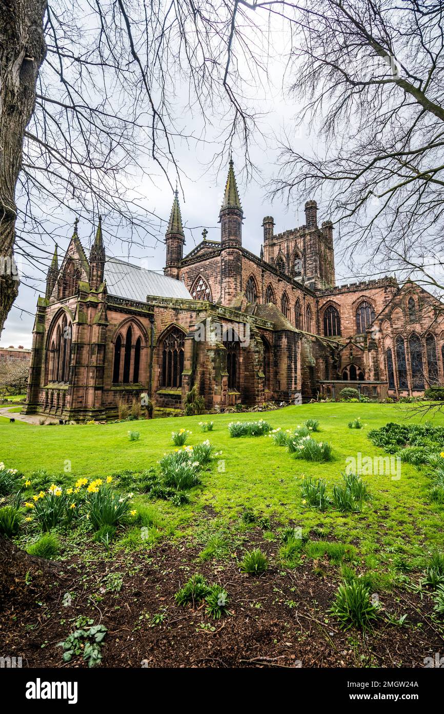Spring daffodils bloom in the garden of Chester cathedral Stock Photo ...