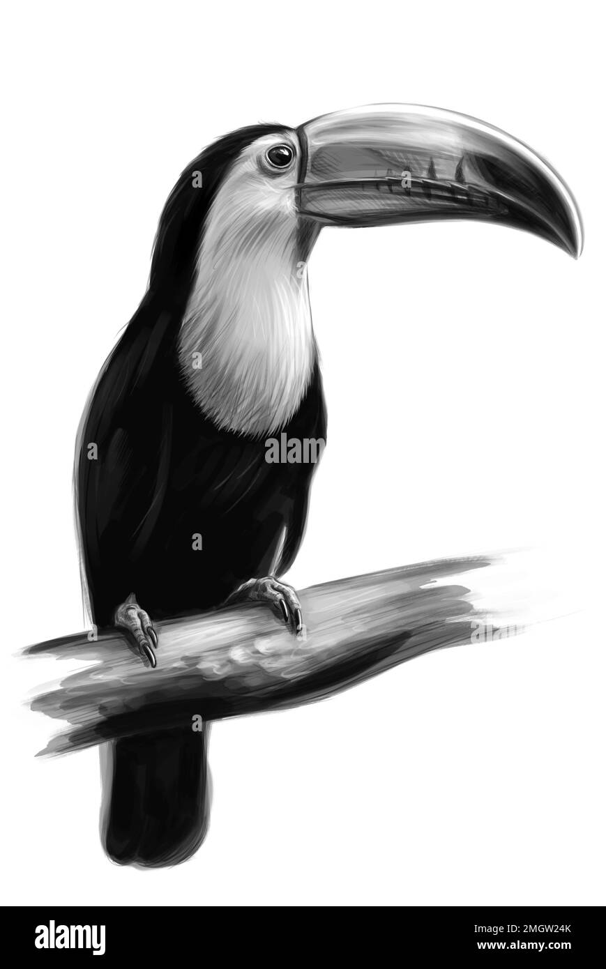 Toucan Illustration Black And White