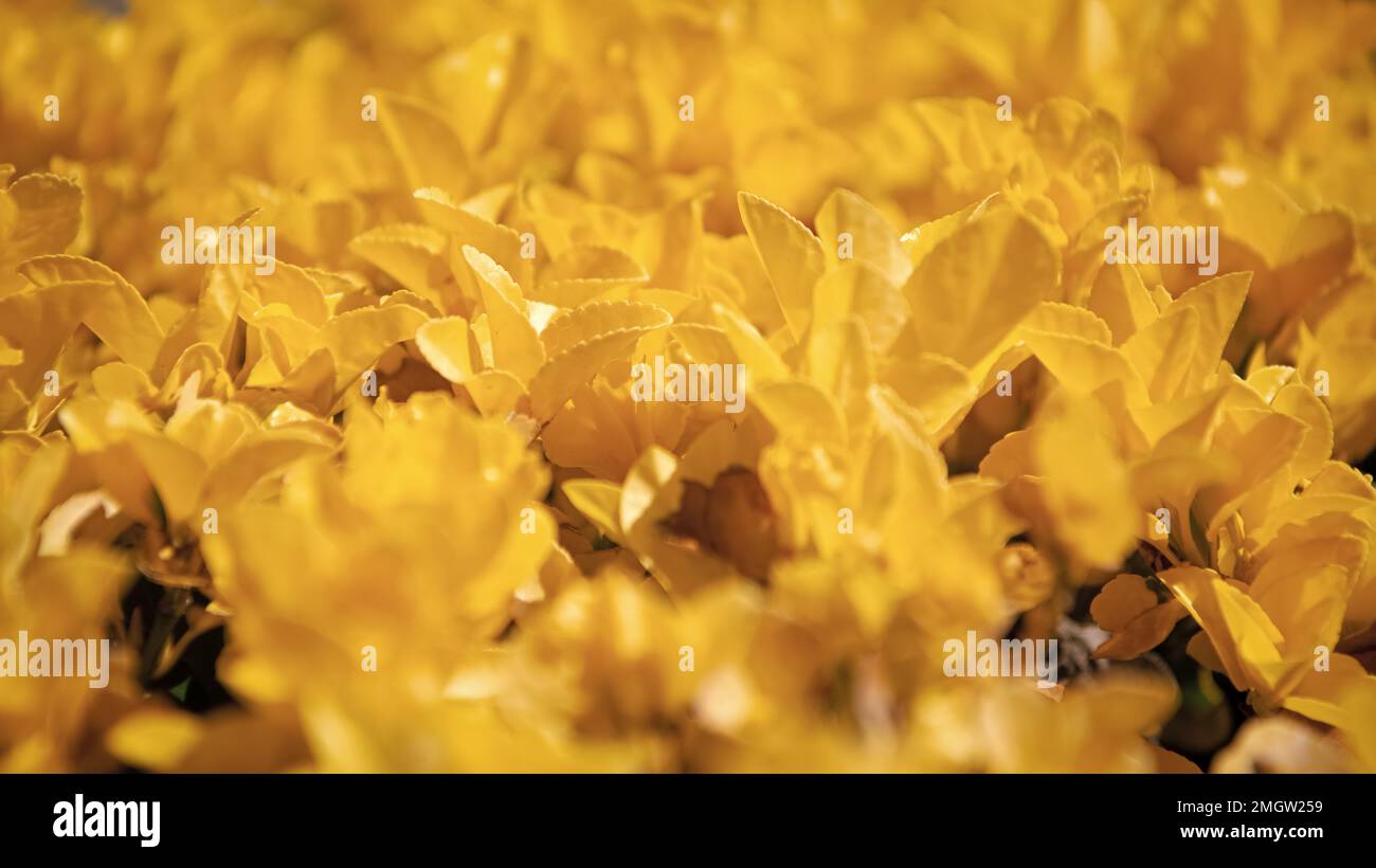 Vibrant golden foliage. Natural yellow foliage. Fresh organic leaves ...