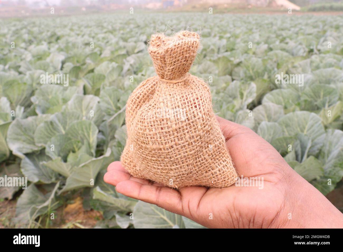 money bag with back note on cabbage farm this is cash crops Stock Photo ...